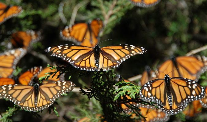 mariposa-monarca-butterfly-michoacan-9