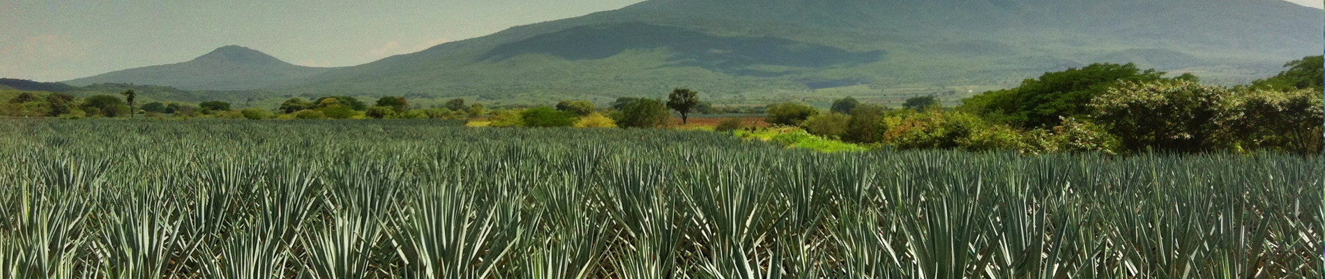tequila-header-2 | Journey Mexico