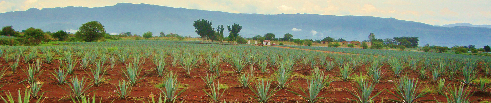 tequila-header