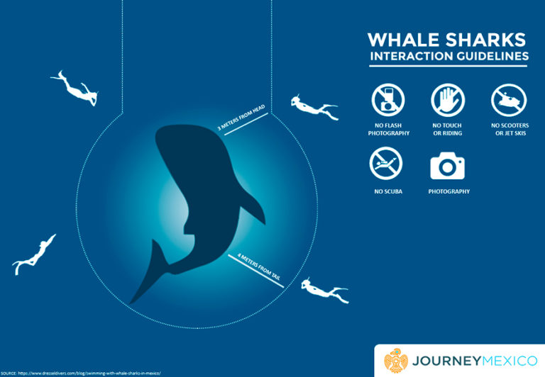 Whale-Shark-Guidelines-2