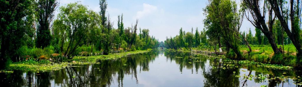 Axolotls and Chinampas in Xochimilco: Nature & Conservation Experience